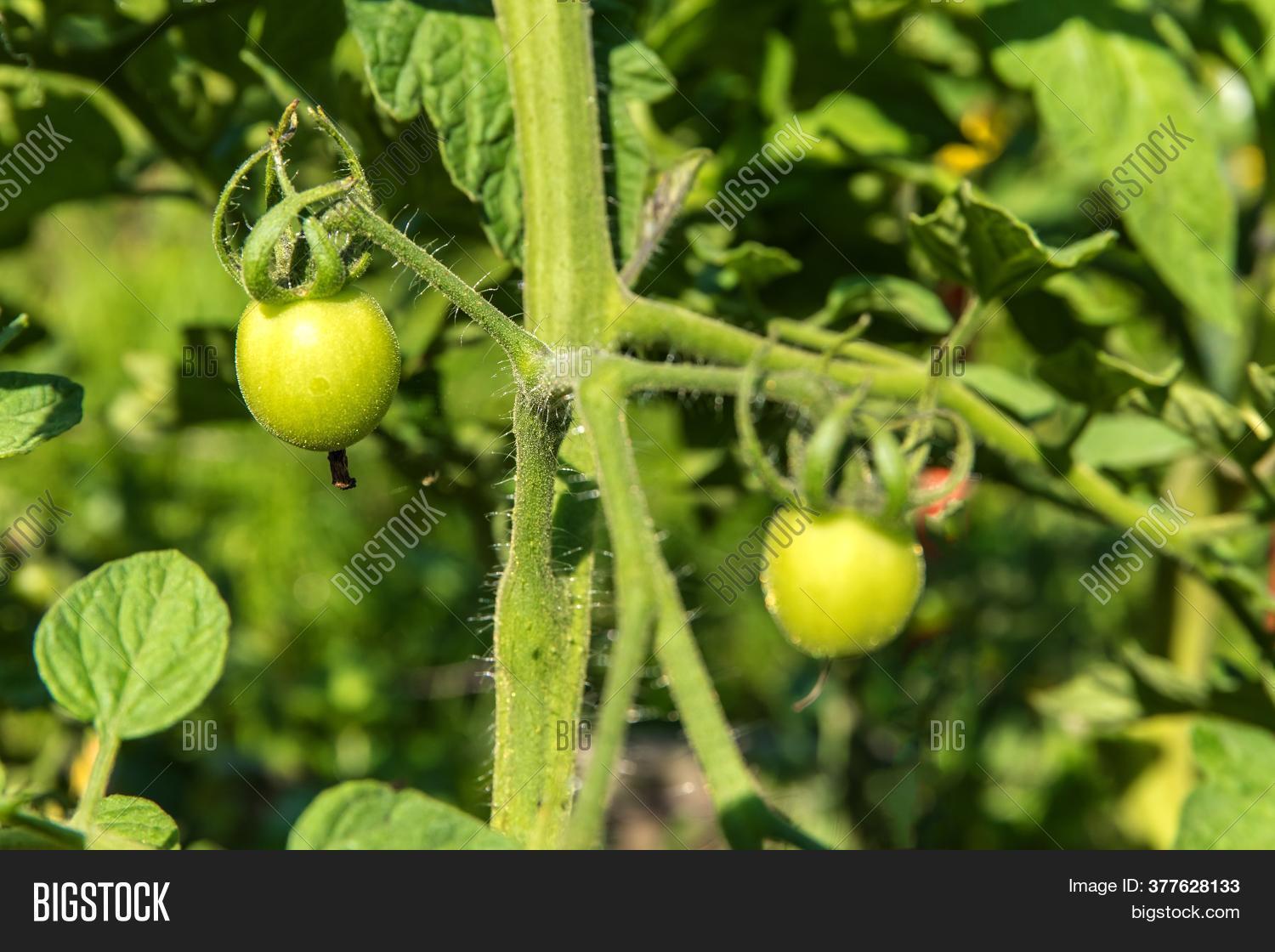 Unripe Green Tomatoes Image & Photo (Free Trial) | Bigstock
