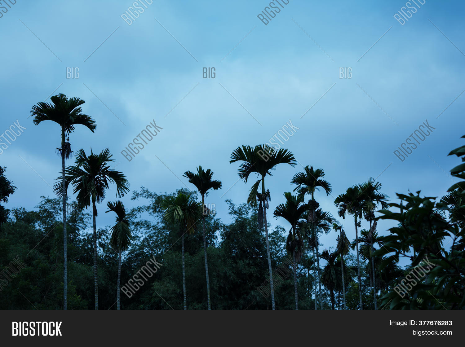 Betelnut Trees Assam, Image & Photo (Free Trial) | Bigstock