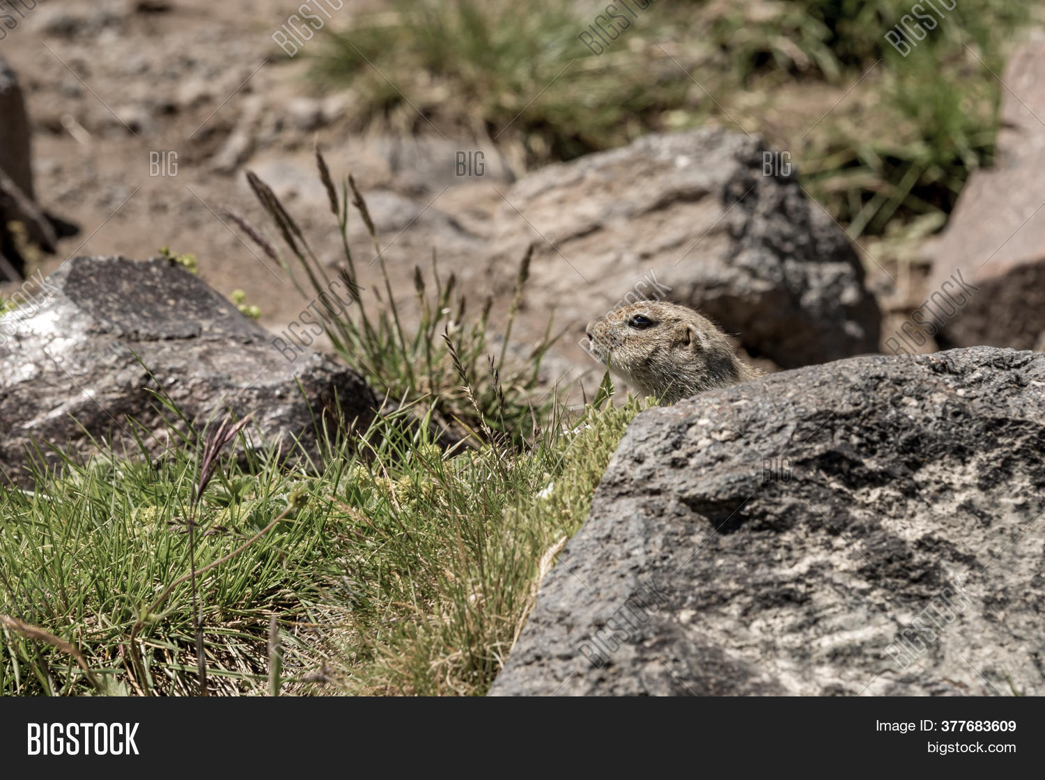 Bold Wild Gopher Peeks Image & Photo (Free Trial) | Bigstock