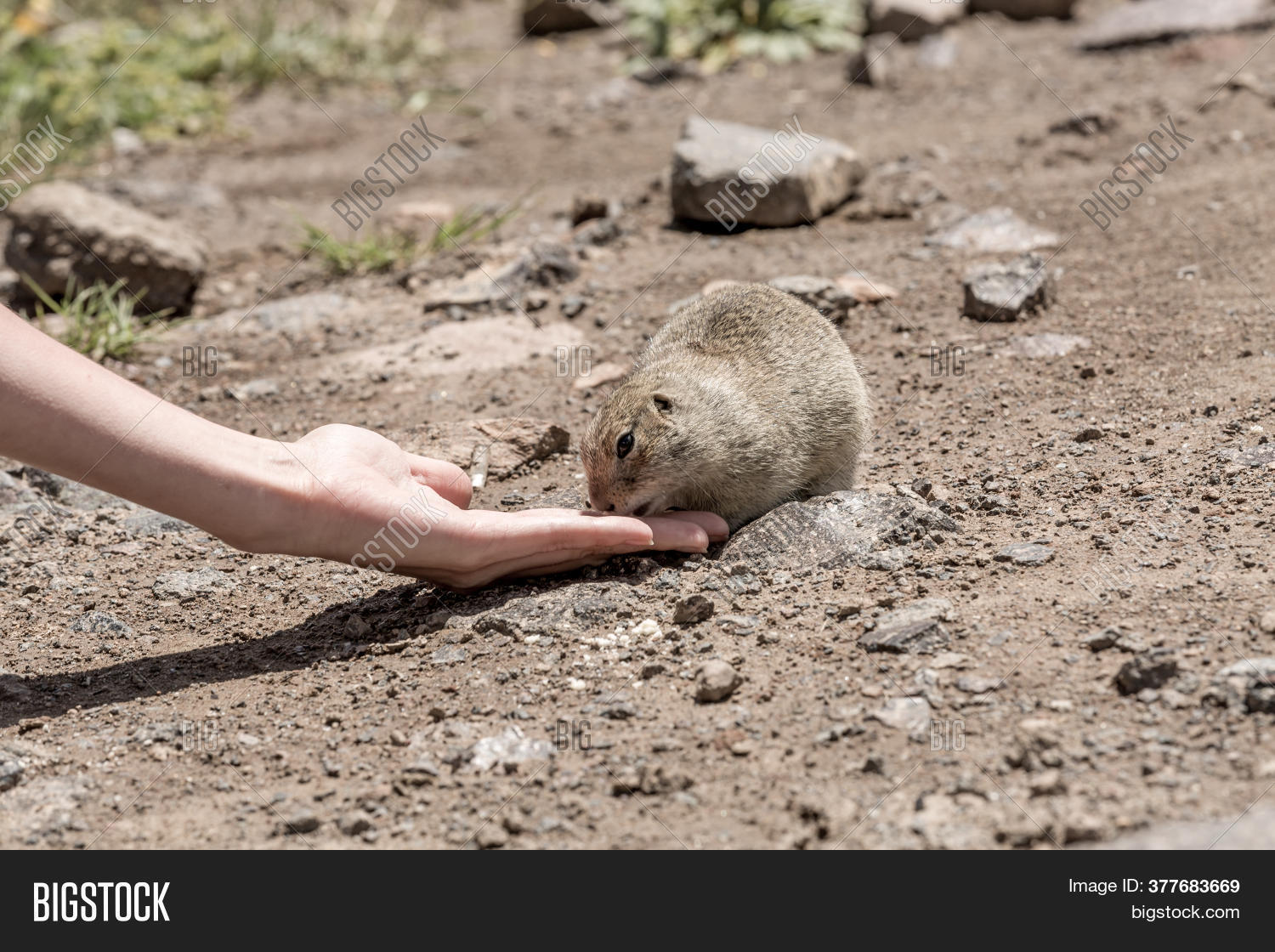 Bold Wild Gopher Eats Image & Photo (Free Trial) | Bigstock