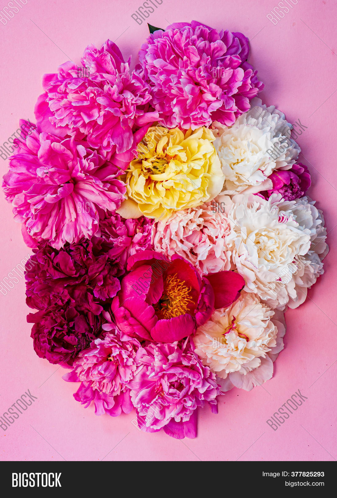 Colorful Peonies On Image & Photo (Free Trial) | Bigstock