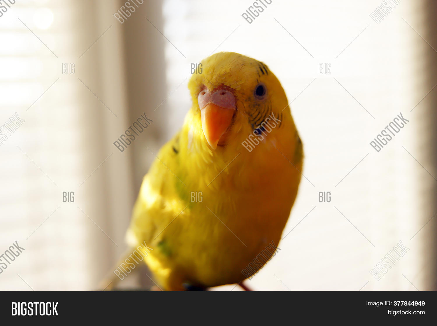 Cute Yellow Parakeets