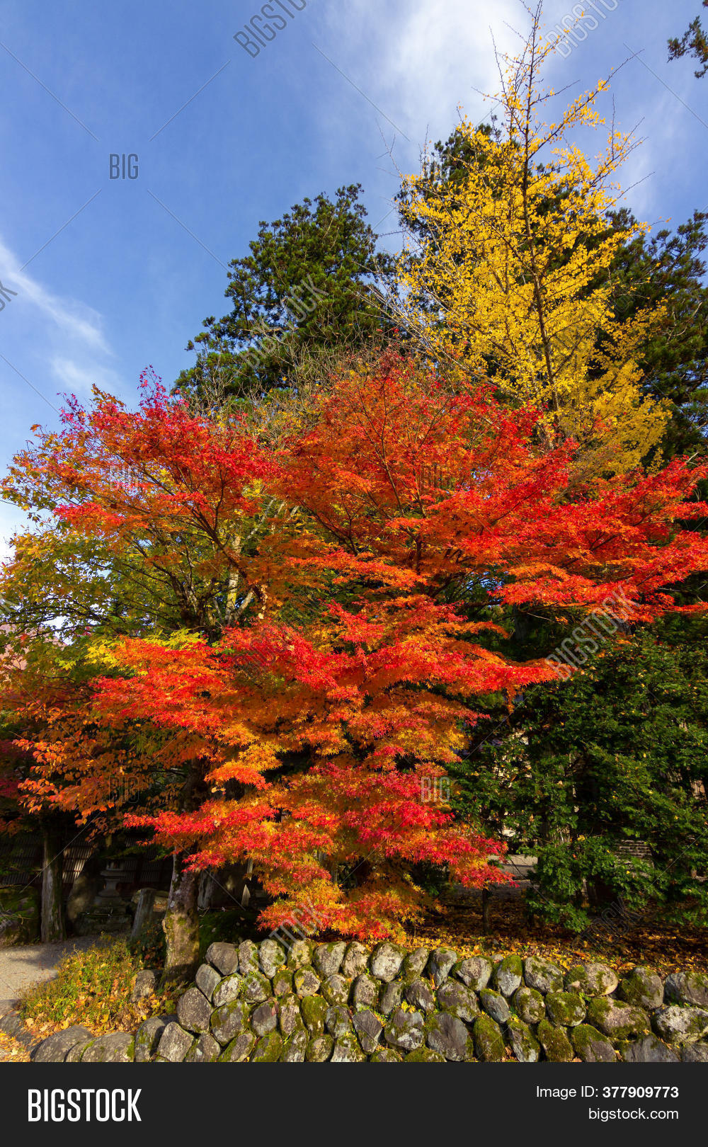 Colorful Trees Momiji Image & Photo (Free Trial) | Bigstock