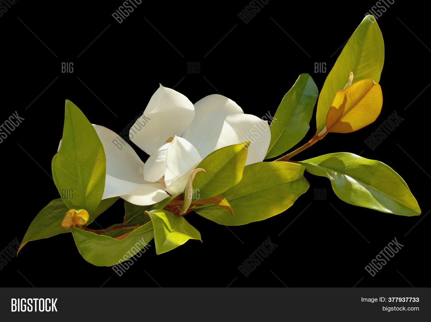 Southern Magnolia Branch