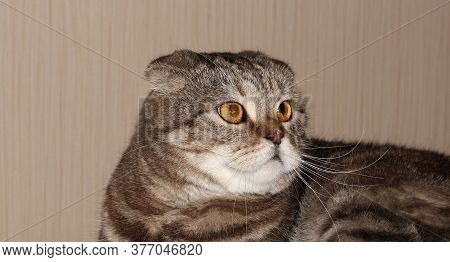 Portrait Fat Tabby Cat Image & Photo (Free Trial) | Bigstock