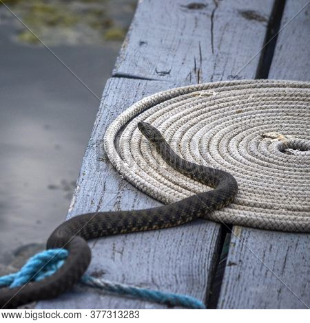 Snake On Twisted Rope Image & Photo (Free Trial) | Bigstock