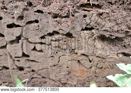 Cross Section Ant Hill Image & Photo (Free Trial) | Bigstock