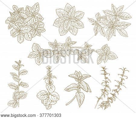 Sketch Herbs Set. Vector & Photo (Free Trial) | Bigstock