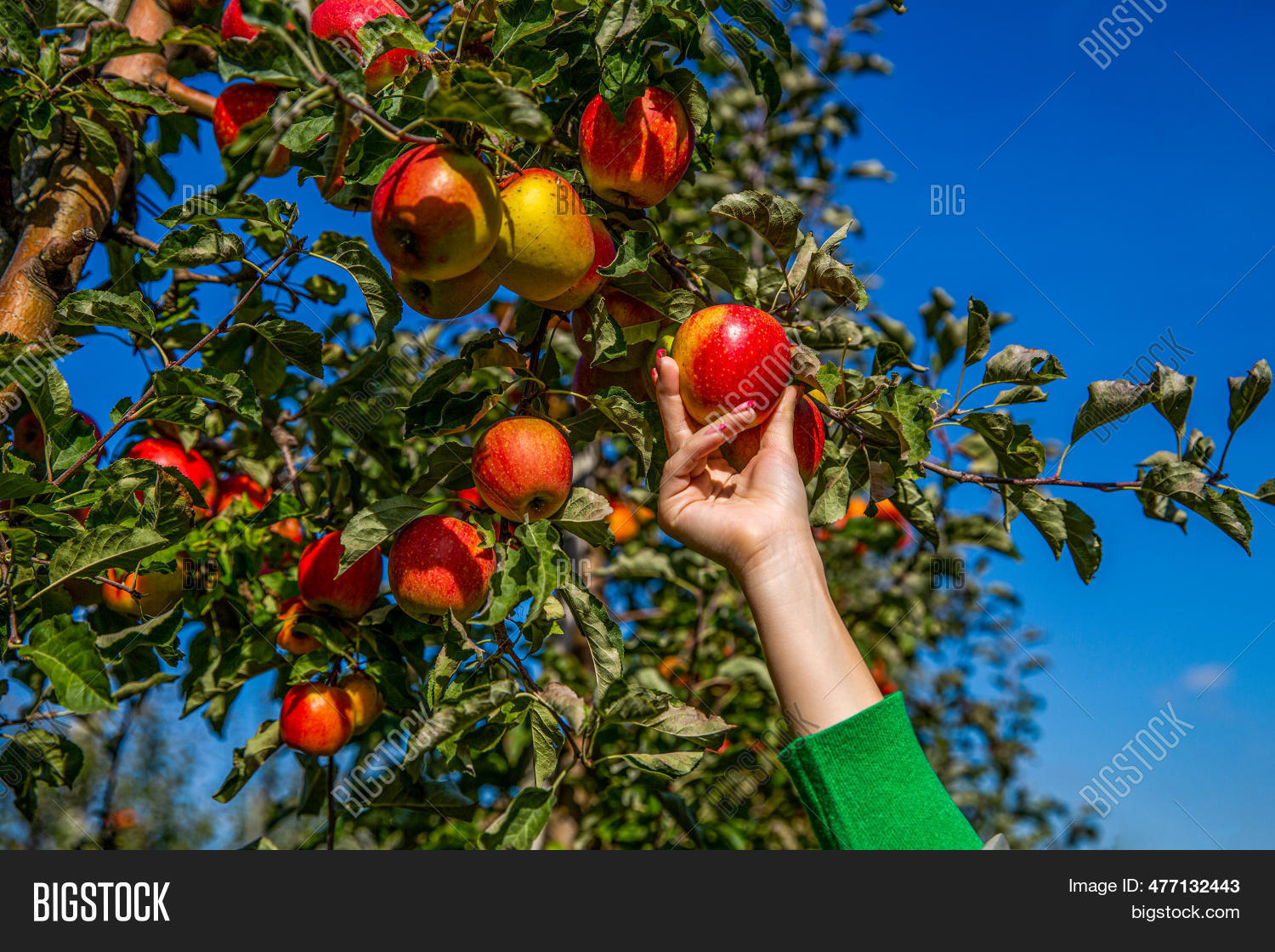 Woman Hand Picking Image & Photo (Free Trial) | Bigstock