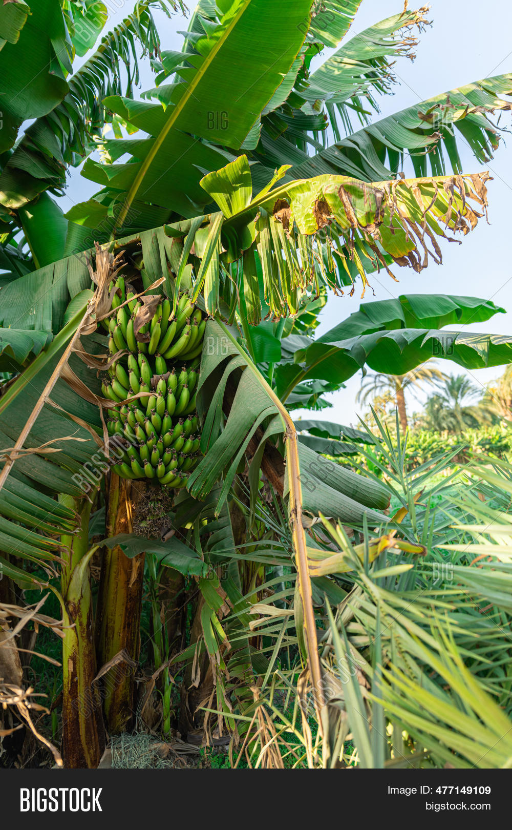 Green Bananas Garden Image & Photo (Free Trial) | Bigstock