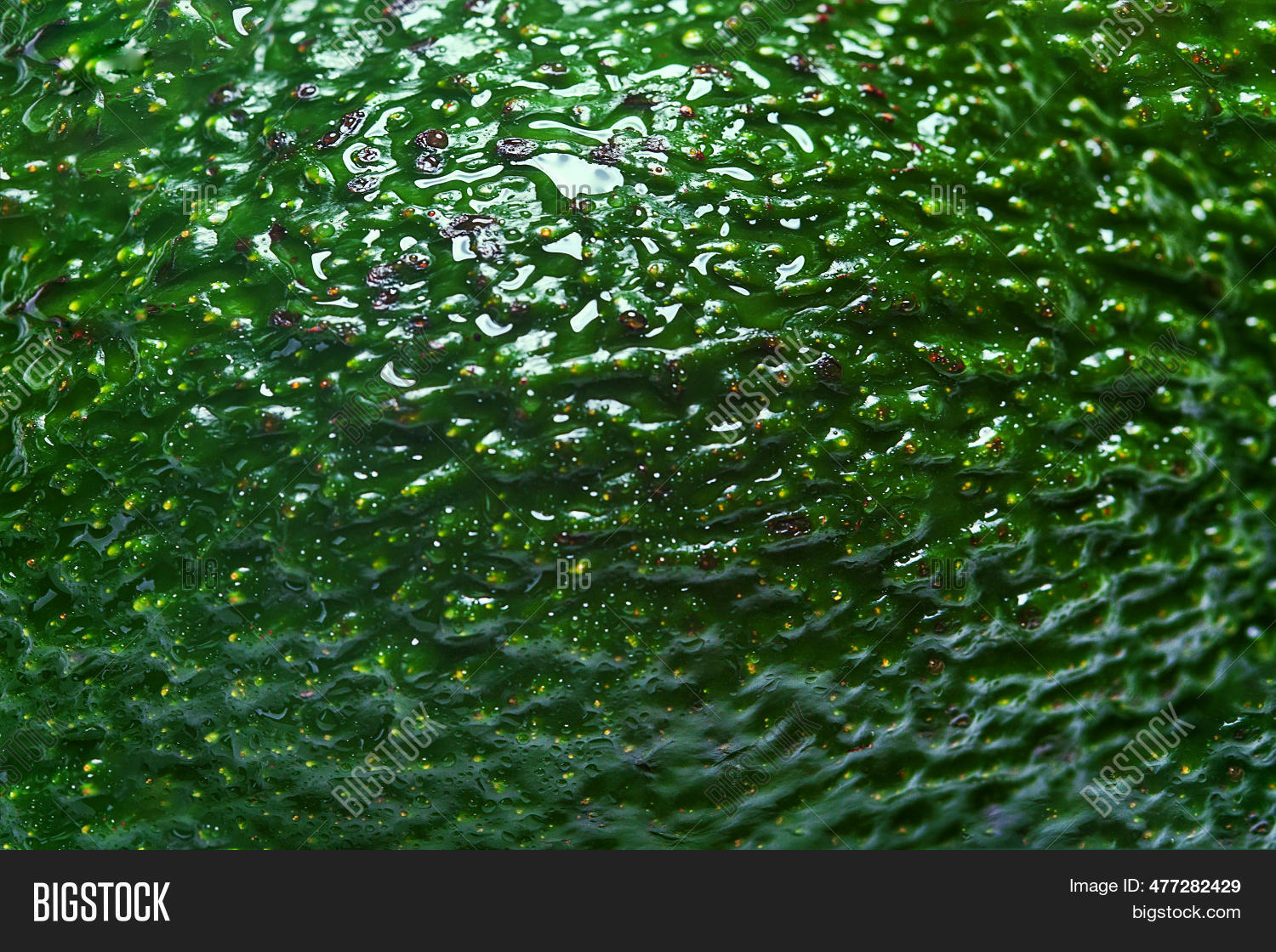 Macro Close Avocado Image & Photo (Free Trial) | Bigstock