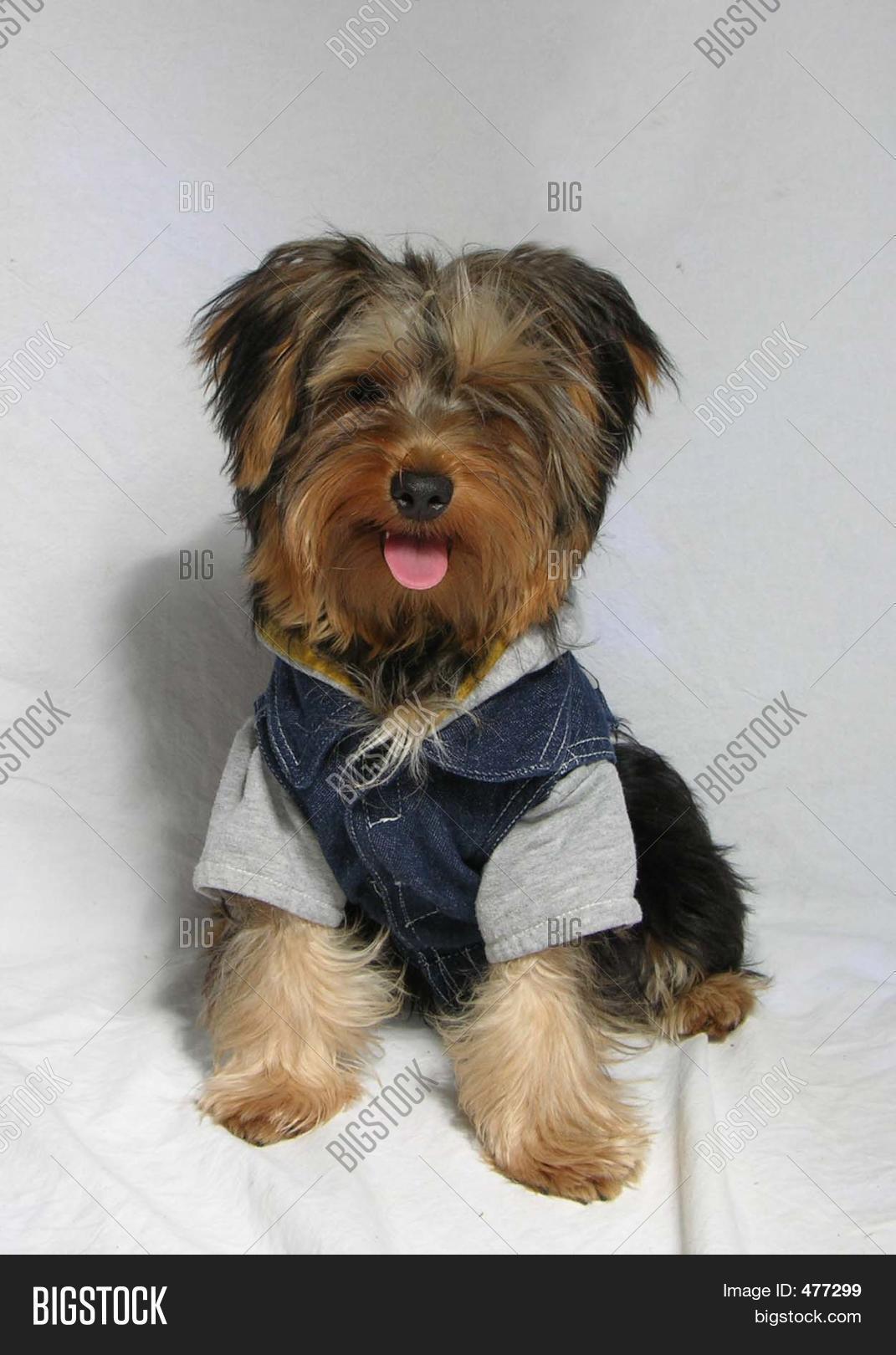 Dressed Yorkie Image & Photo (Free Trial) | Bigstock
