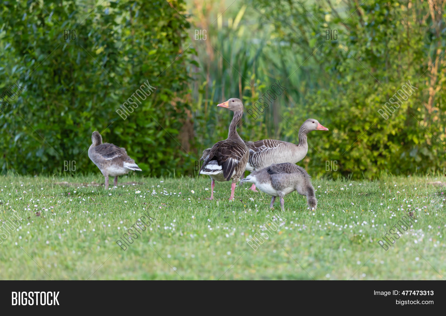 Family Wild Gray Geese Image & Photo (Free Trial) | Bigstock