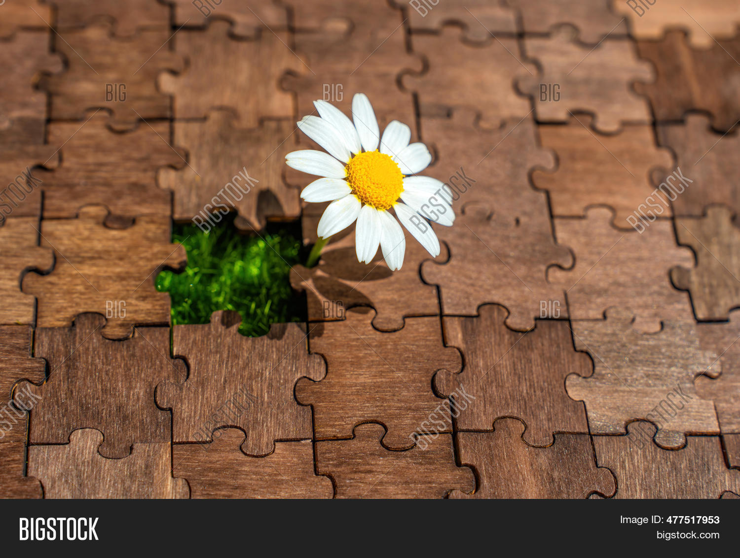Delicate Daisy Full Image & Photo (Free Trial) | Bigstock