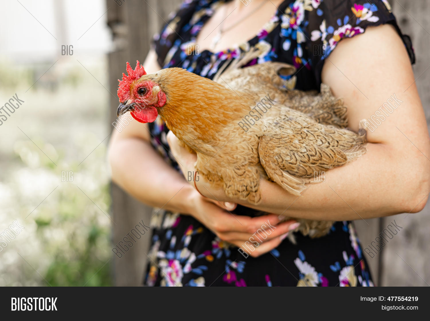 Farmer Hugs Chicken. Image & Photo (Free Trial) | Bigstock