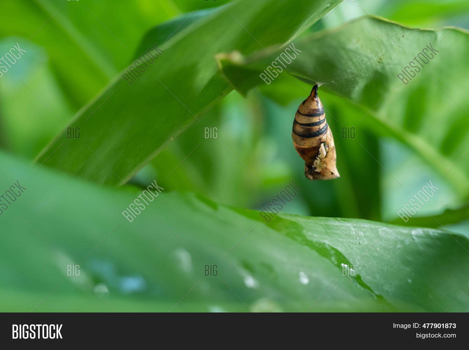 Cocoons Hang Leaves. Image & Photo (Free Trial) | Bigstock