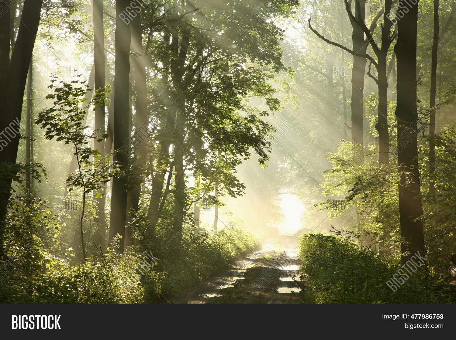 Spring Forest Nature Image & Photo (Free Trial) | Bigstock
