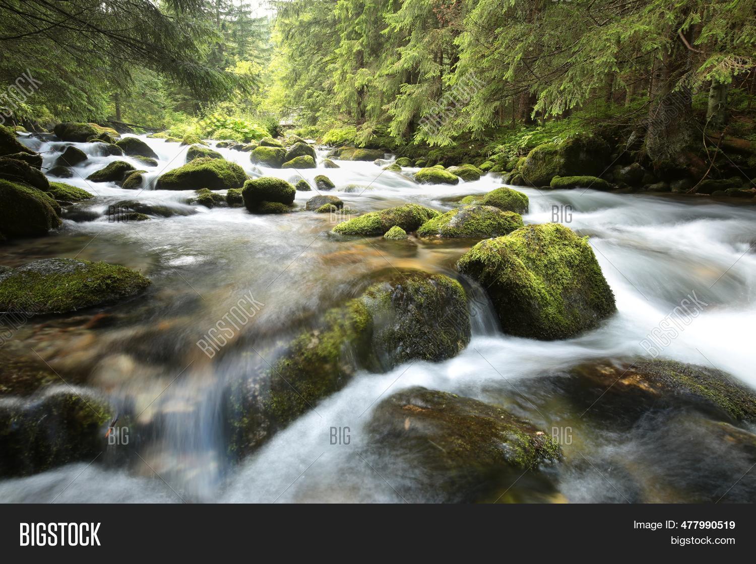 Forest Stream Nature Image & Photo (Free Trial) | Bigstock