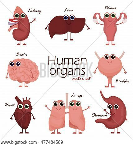 Cartoon Human Organs Vector & Photo (Free Trial) | Bigstock