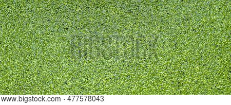 Top View Lemna Minor Image & Photo (Free Trial) | Bigstock