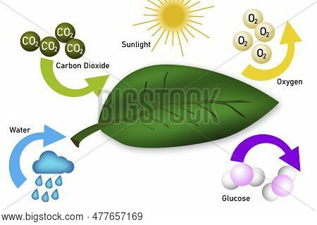 Photosynthesis Image & Photo (Free Trial) | Bigstock