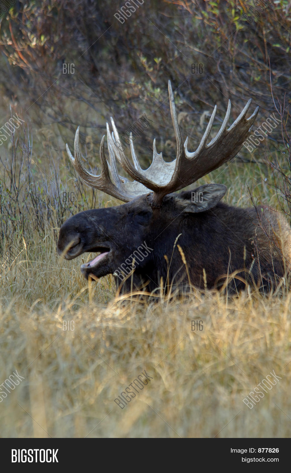 Moose Yawning Image & Photo (Free Trial) | Bigstock