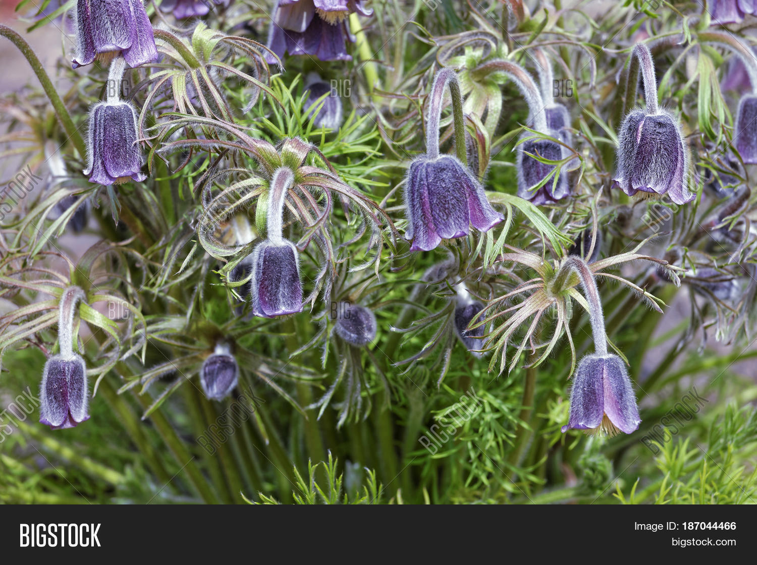 Pasque-flower On Image & Photo (Free Trial) | Bigstock