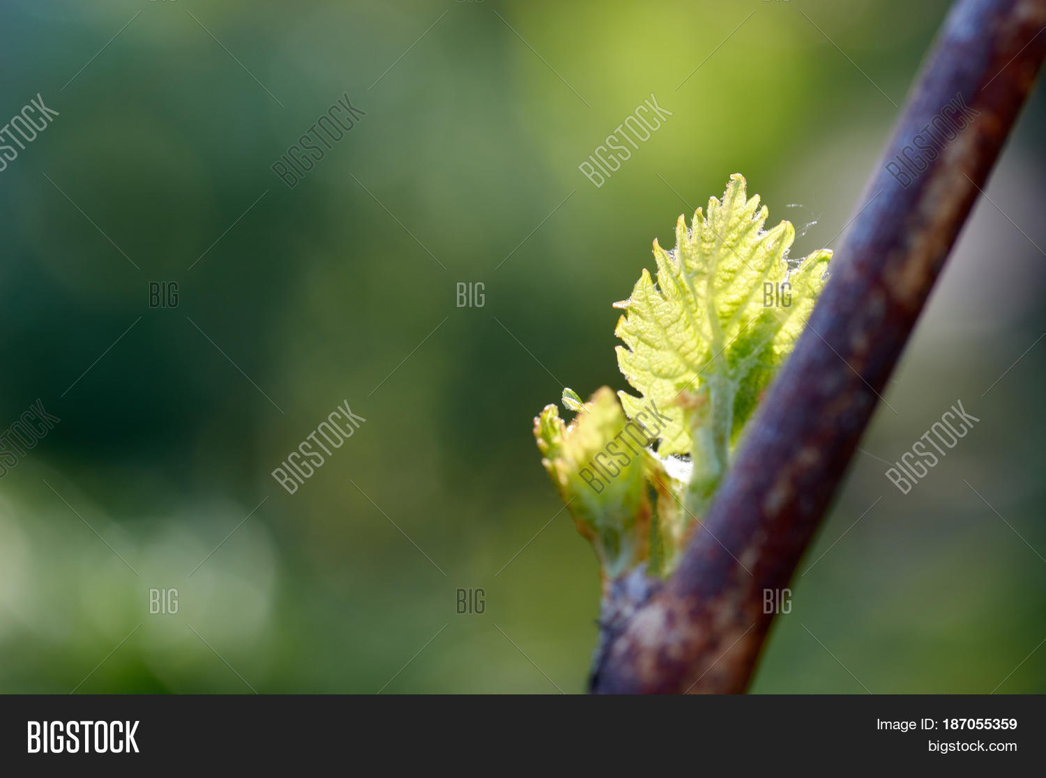 Young Inflorescence Image & Photo (Free Trial) | Bigstock