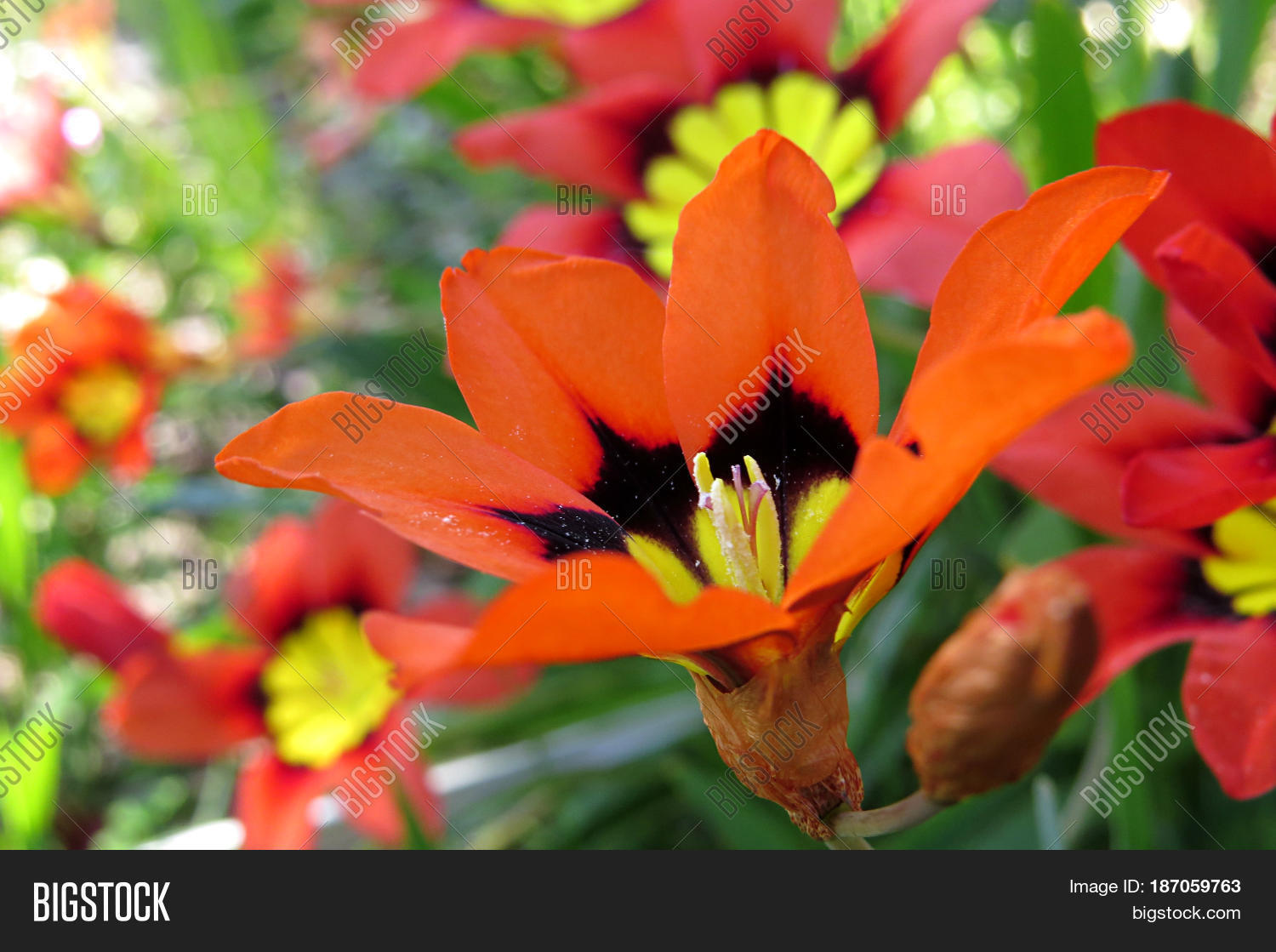Wild Freesia Iridaceae Image & Photo (Free Trial) | Bigstock