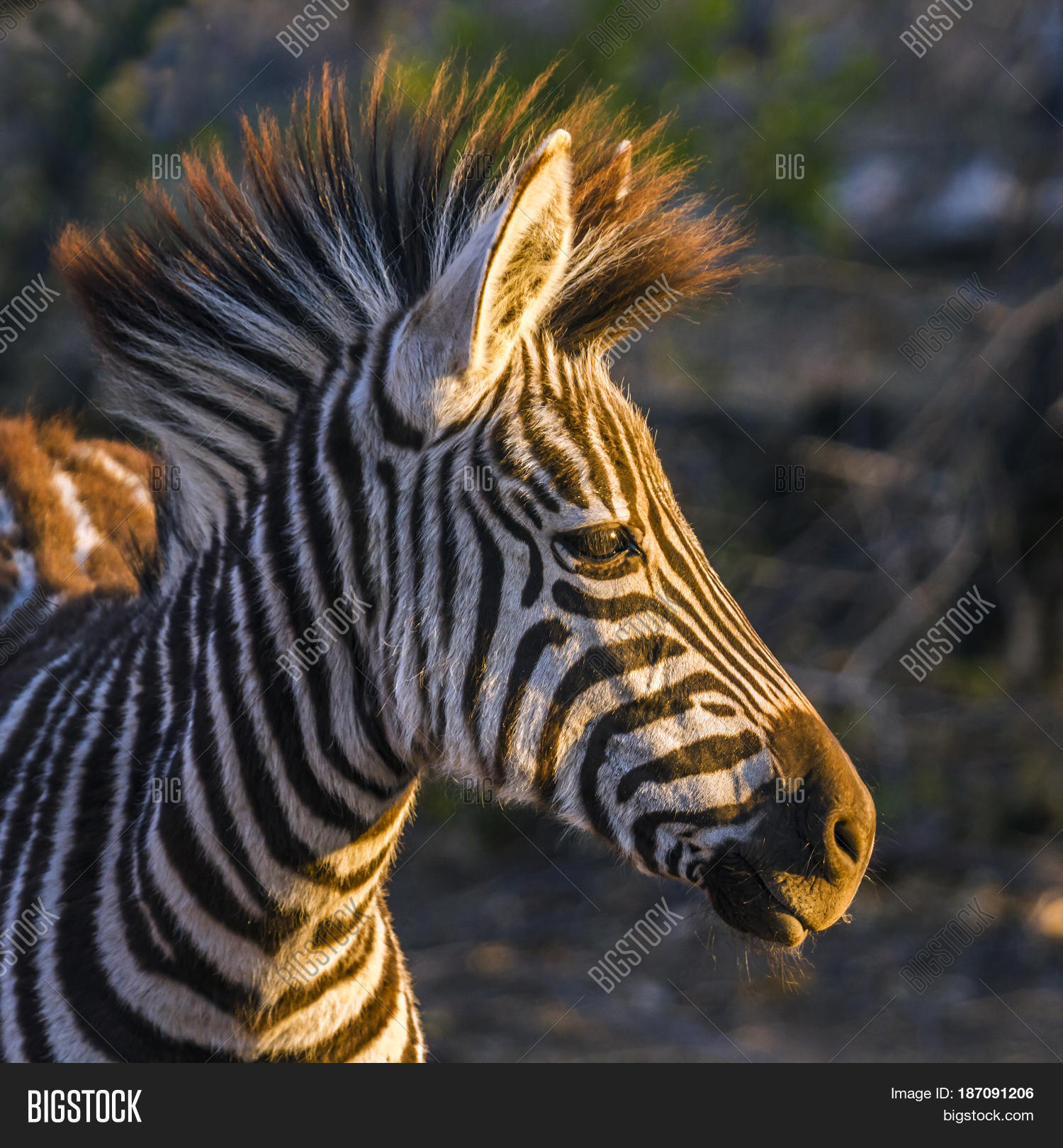 Plains Zebra Kruger Image & Photo (Free Trial) | Bigstock