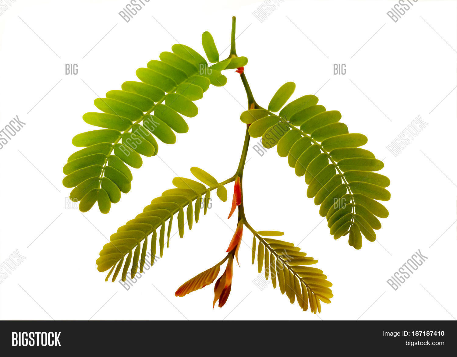 Tamarind Leaves Image & Photo (Free Trial) | Bigstock