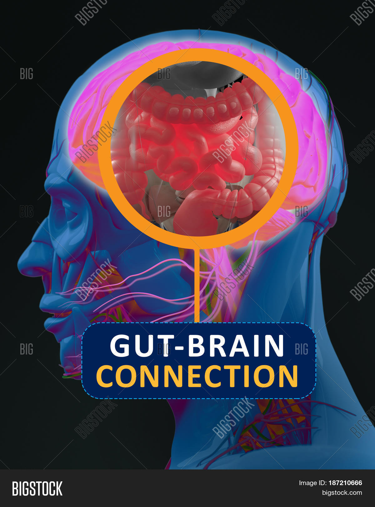 Gut-brain Connection Image & Photo (Free Trial) | Bigstock