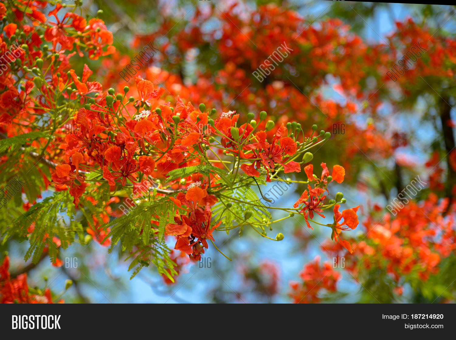 Red Flam Boyant Flower Image & Photo (Free Trial) | Bigstock