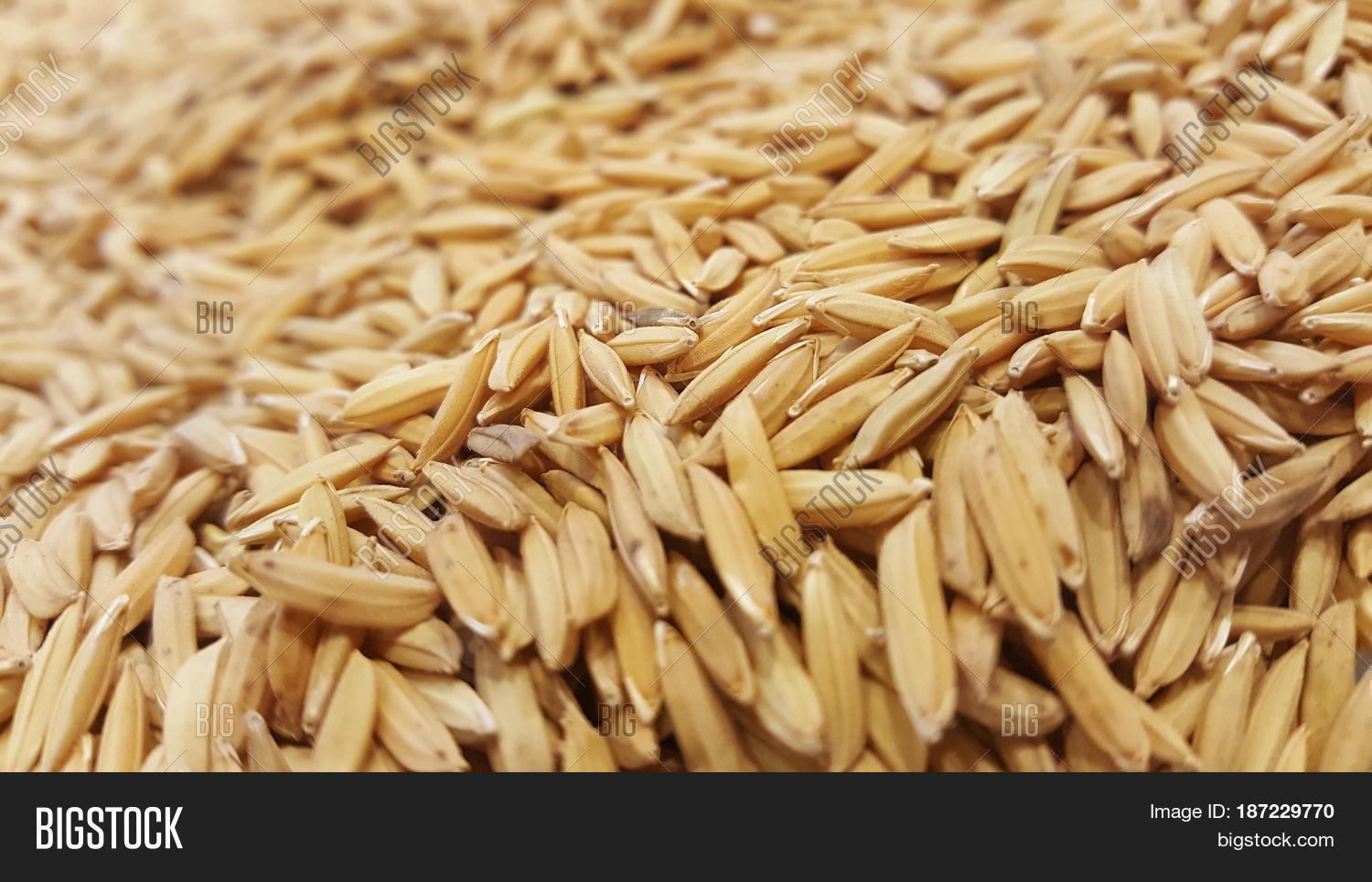 Imagen y foto Paddy Rice, Paddy (prueba gratis) | Bigstock
