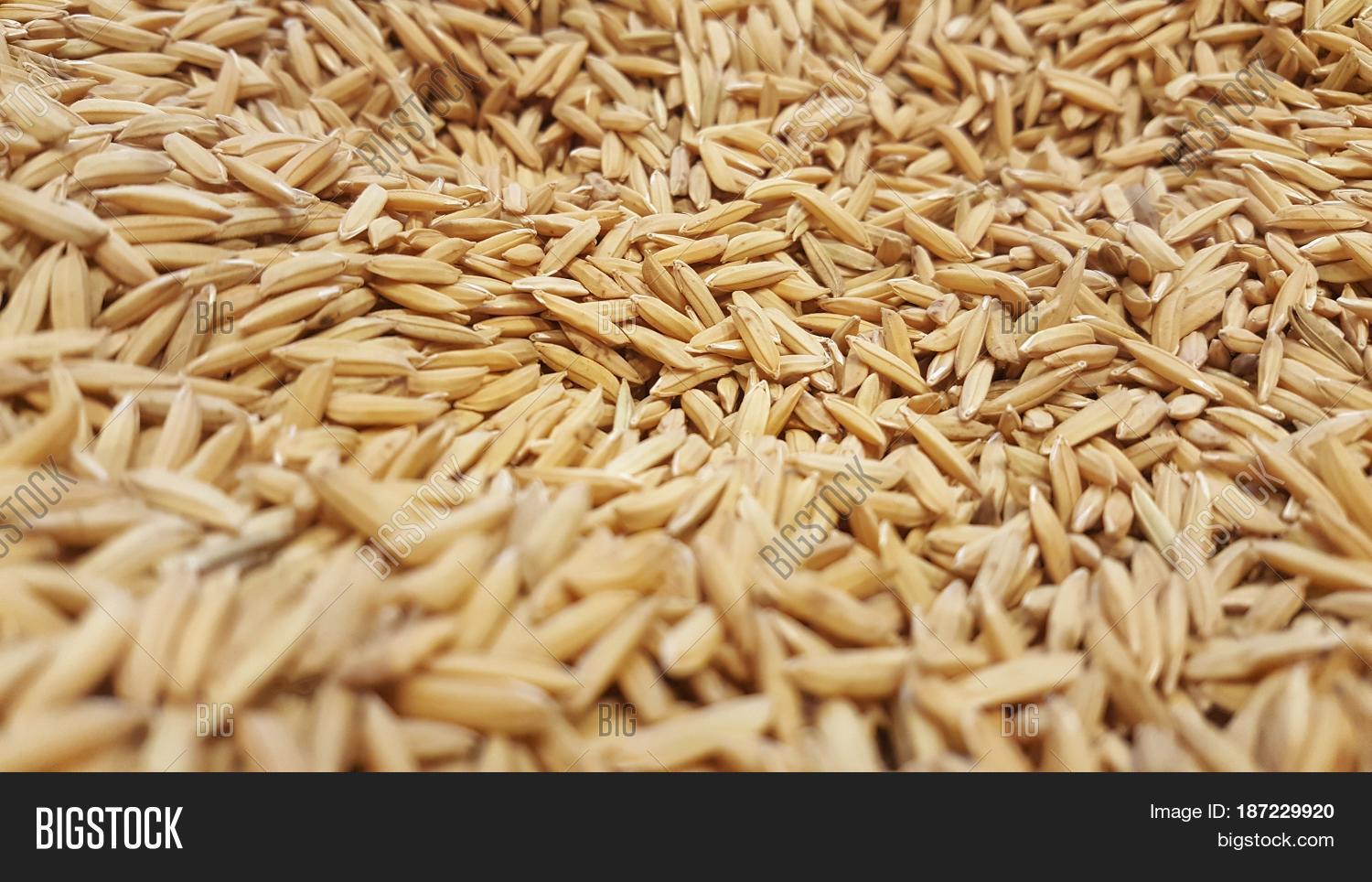 Paddy Rice, Paddy Rice Image & Photo (Free Trial) | Bigstock