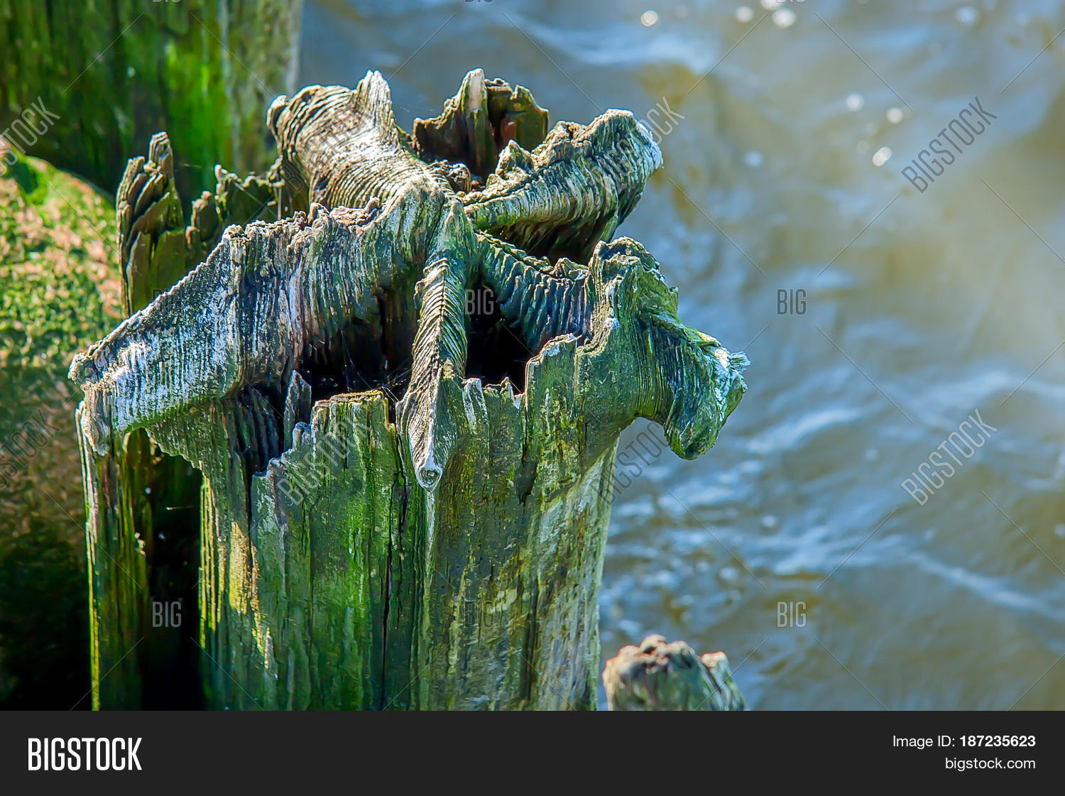 Putrid Tree On Water Image & Photo (Free Trial) | Bigstock