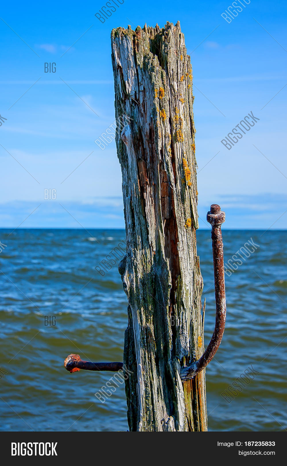 Putrid Tree On Water Image & Photo (Free Trial) | Bigstock