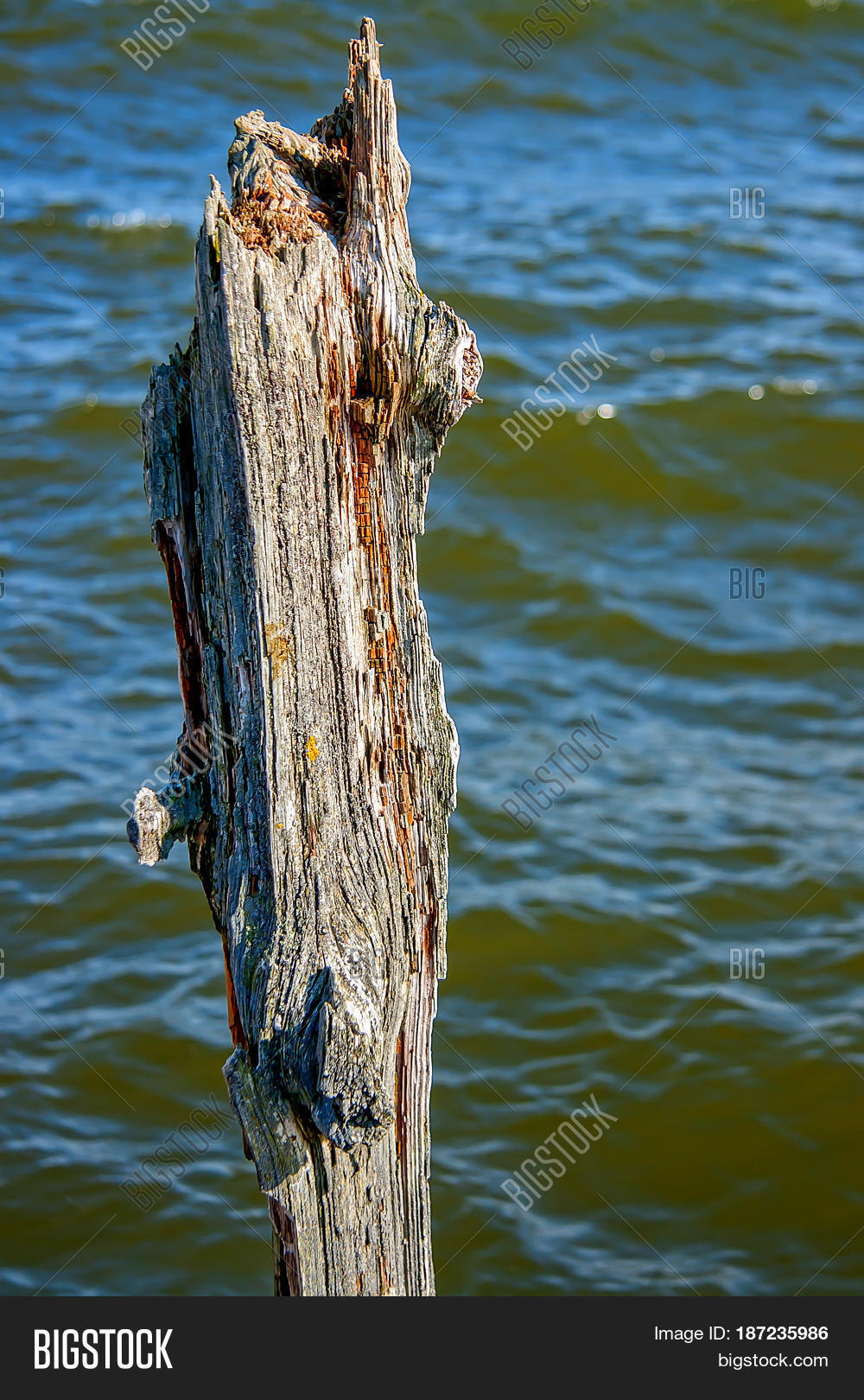 Putrid Tree On Water Image & Photo (Free Trial) | Bigstock