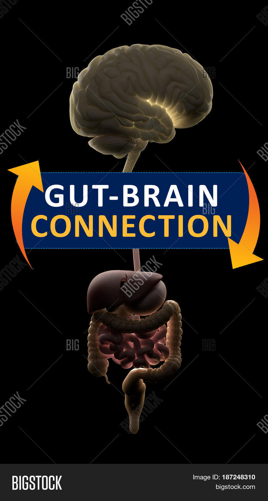 Gut-brain Connection Image & Photo (Free Trial) | Bigstock