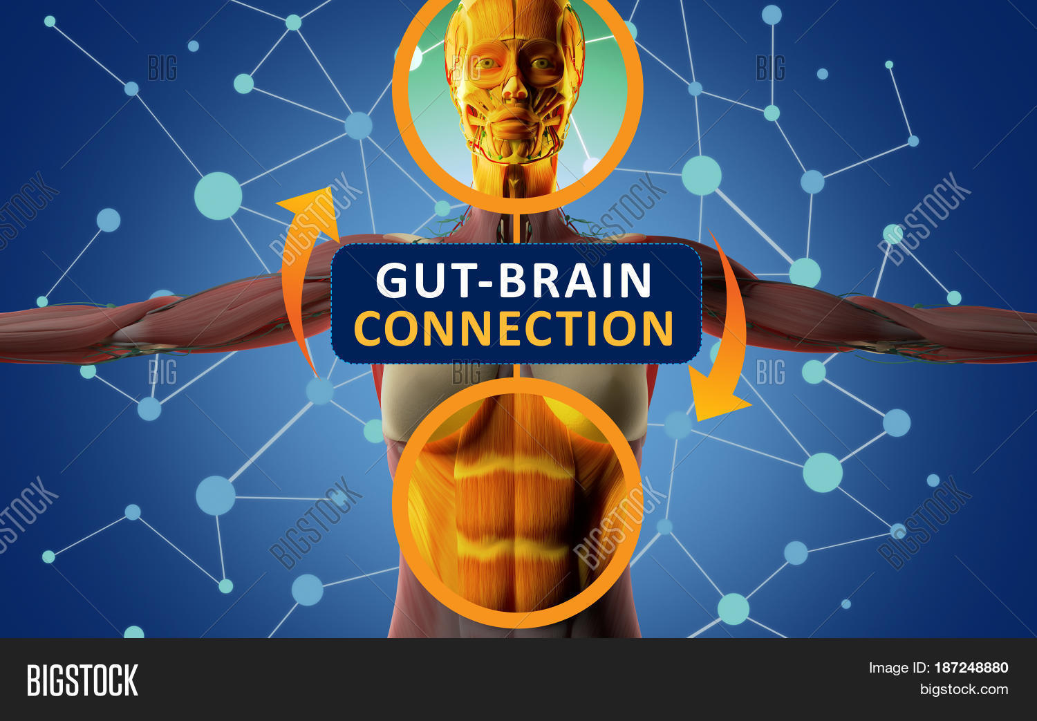 Gut-brain Connection Image & Photo (Free Trial) | Bigstock