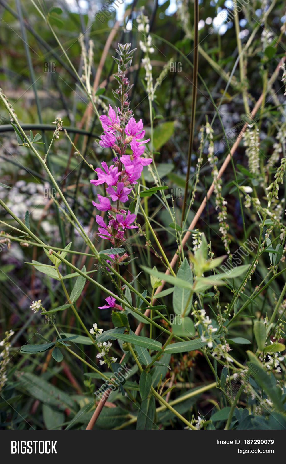Purple Loosestrife ( Image & Photo (Free Trial) | Bigstock