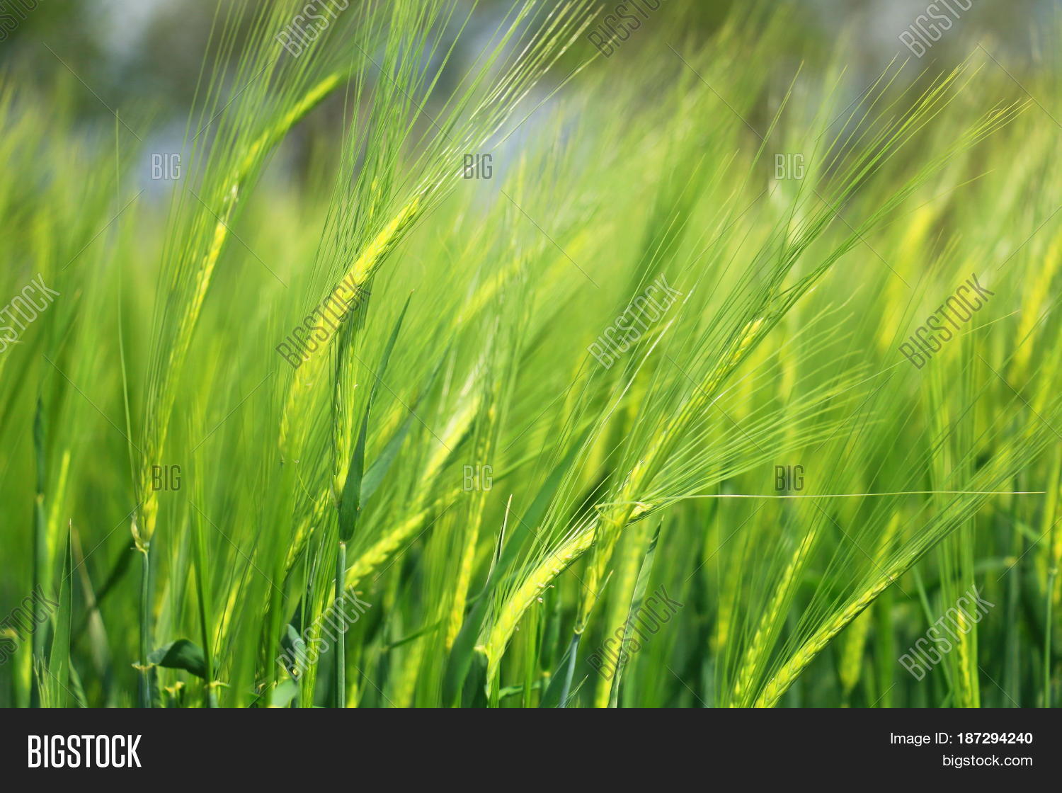 Green Wheat Closeup Image & Photo (Free Trial) | Bigstock