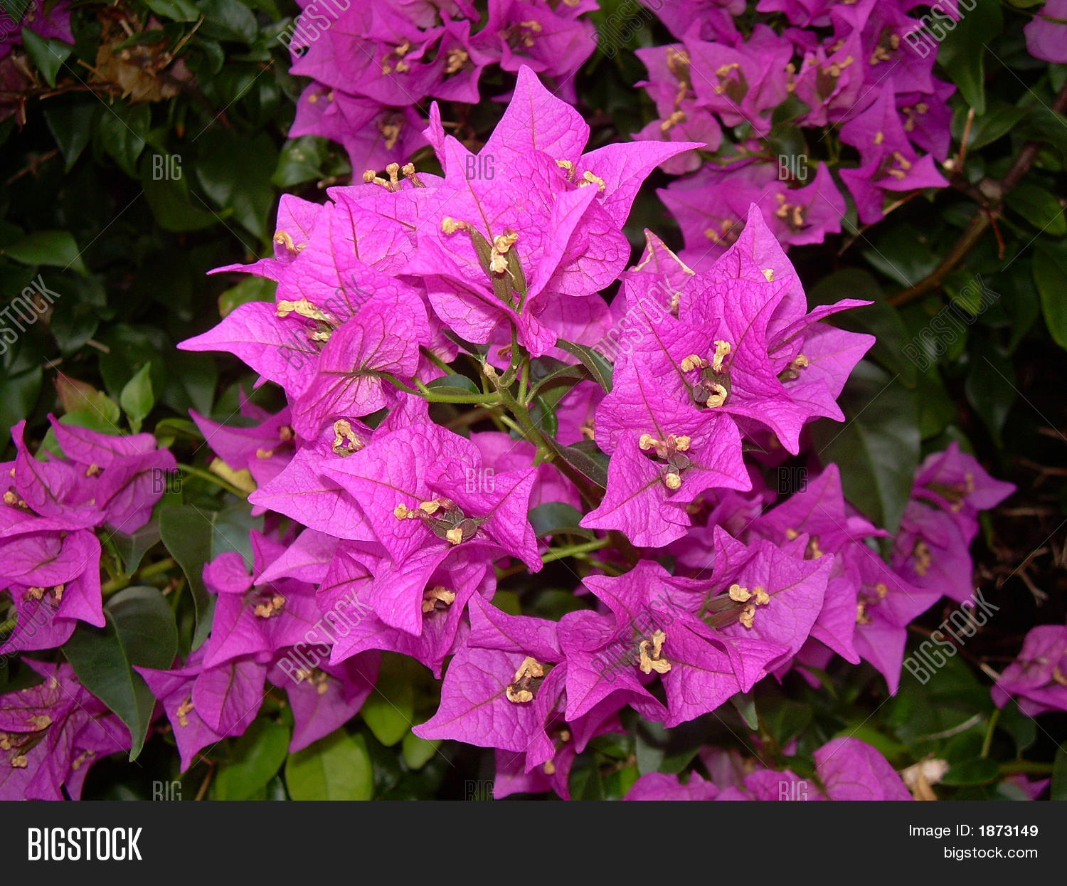 Boganvia Flowers Image & Photo (Free Trial) | Bigstock