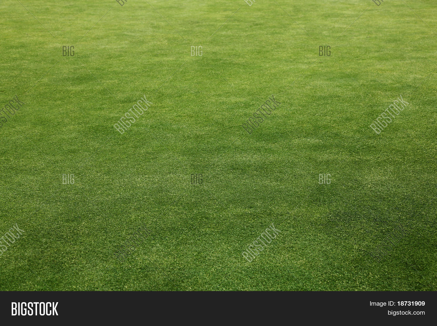 Grass Field Image & Photo (Free Trial) | Bigstock