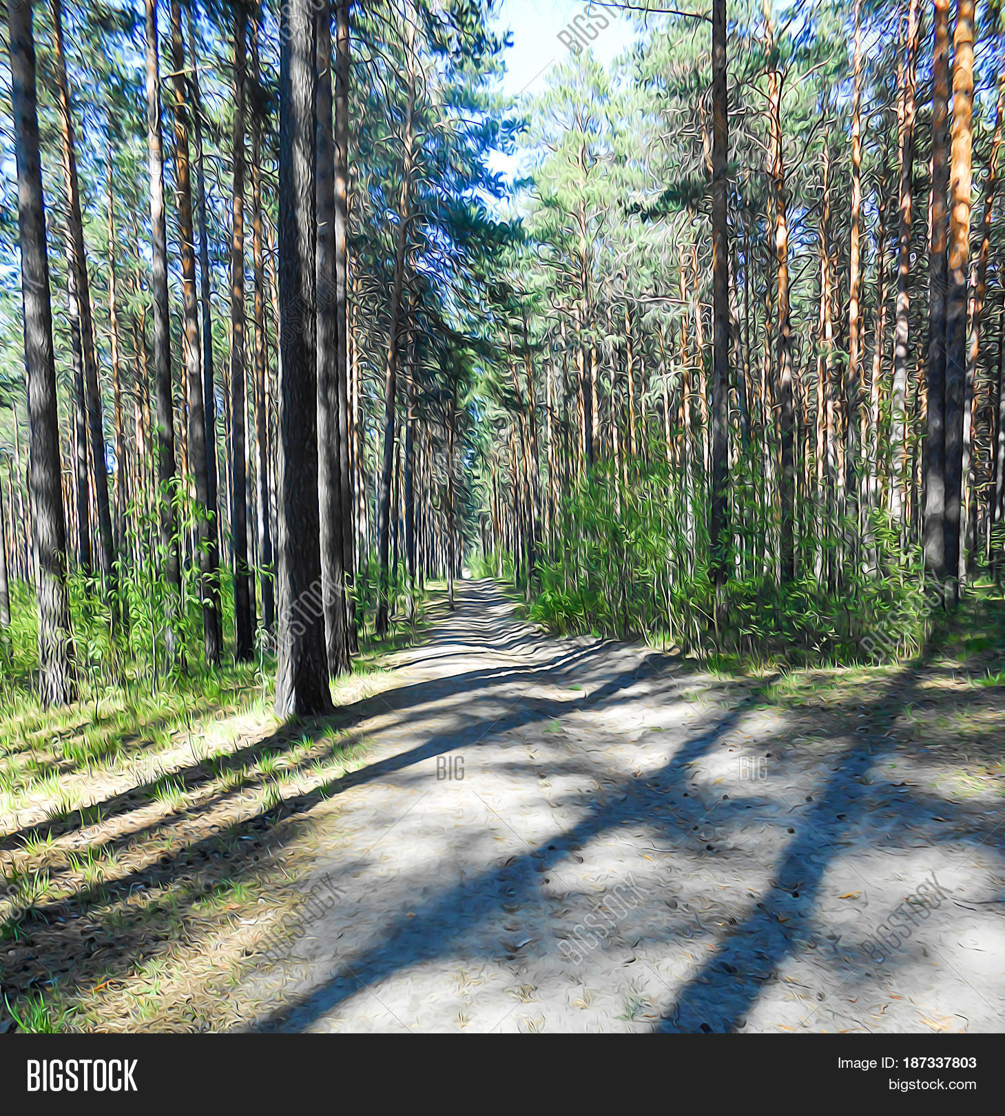 Light Pine Forest Image & Photo (Free Trial) | Bigstock