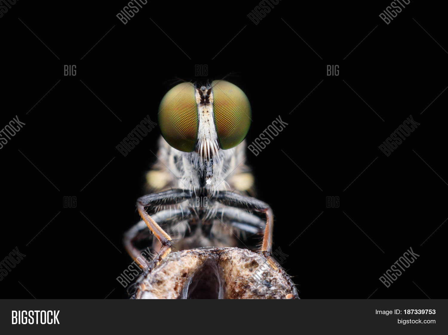 Close Robber Fly On Image & Photo (Free Trial) | Bigstock