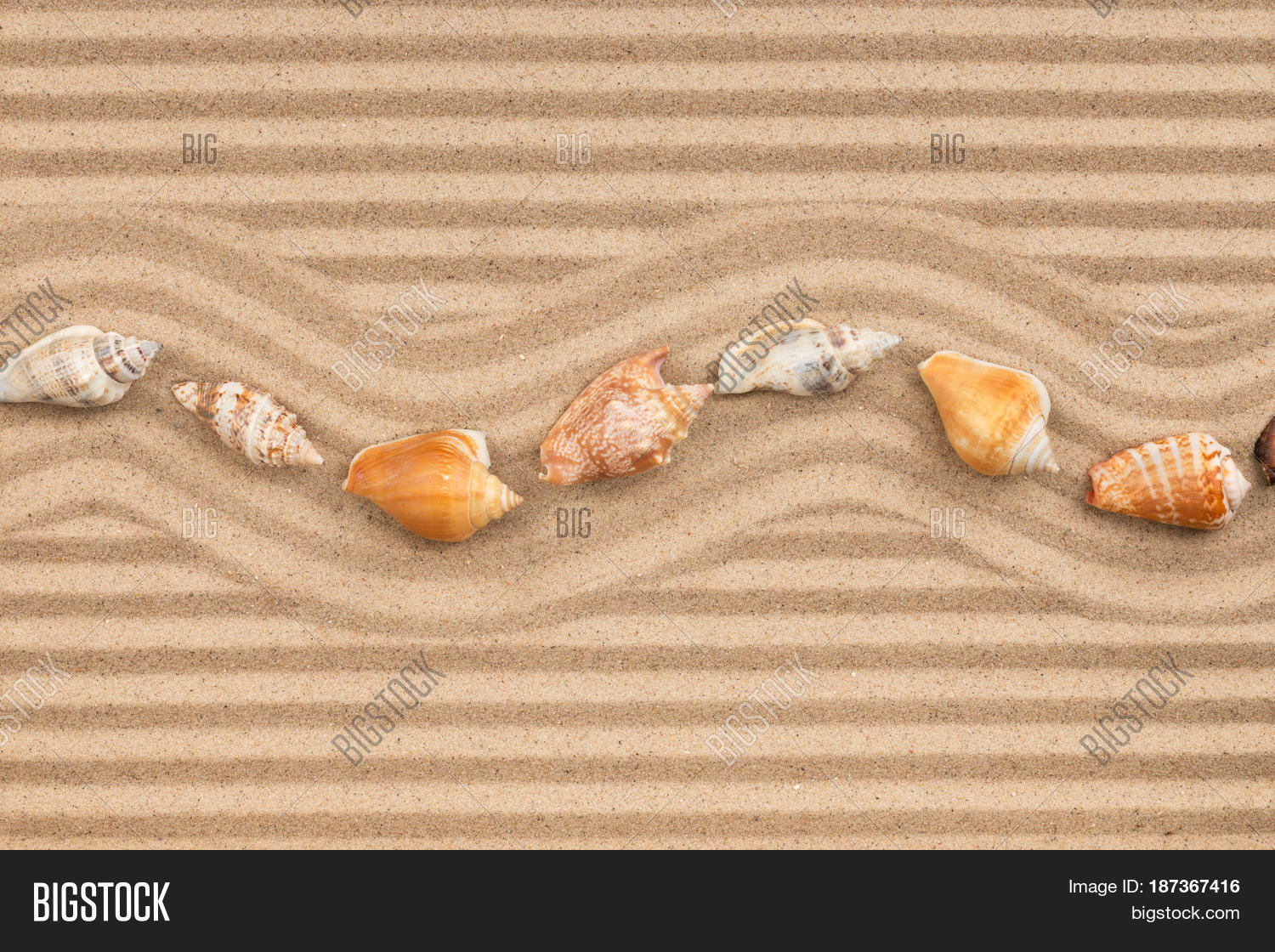 Row Seashell Lying On Image & Photo (Free Trial) | Bigstock