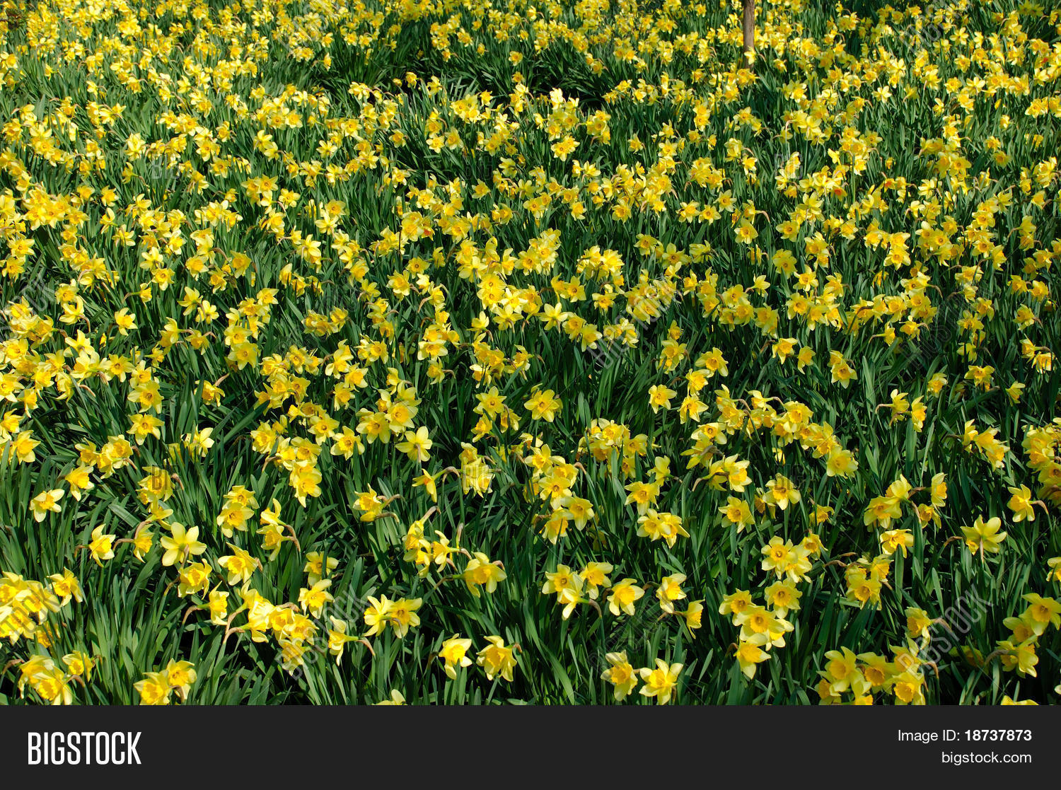Yellow Daffodils Image & Photo (Free Trial) | Bigstock