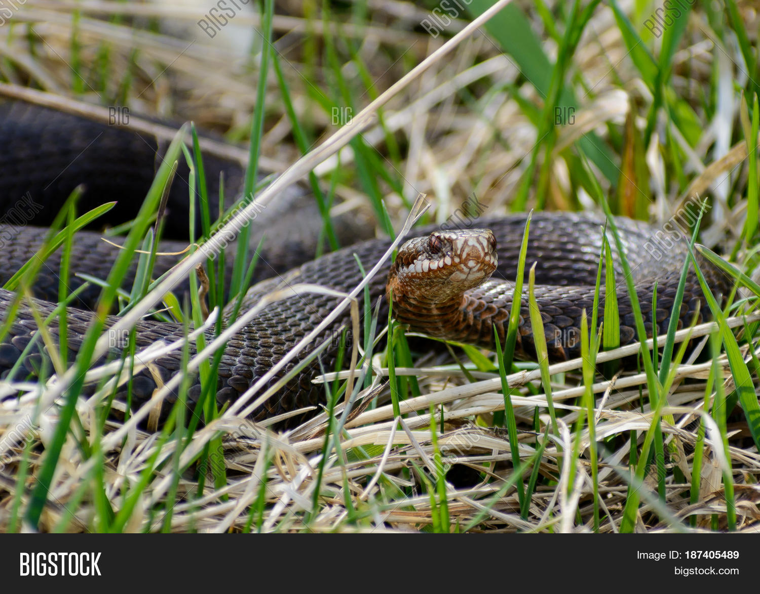 Female European Adder Image & Photo (Free Trial) | Bigstock