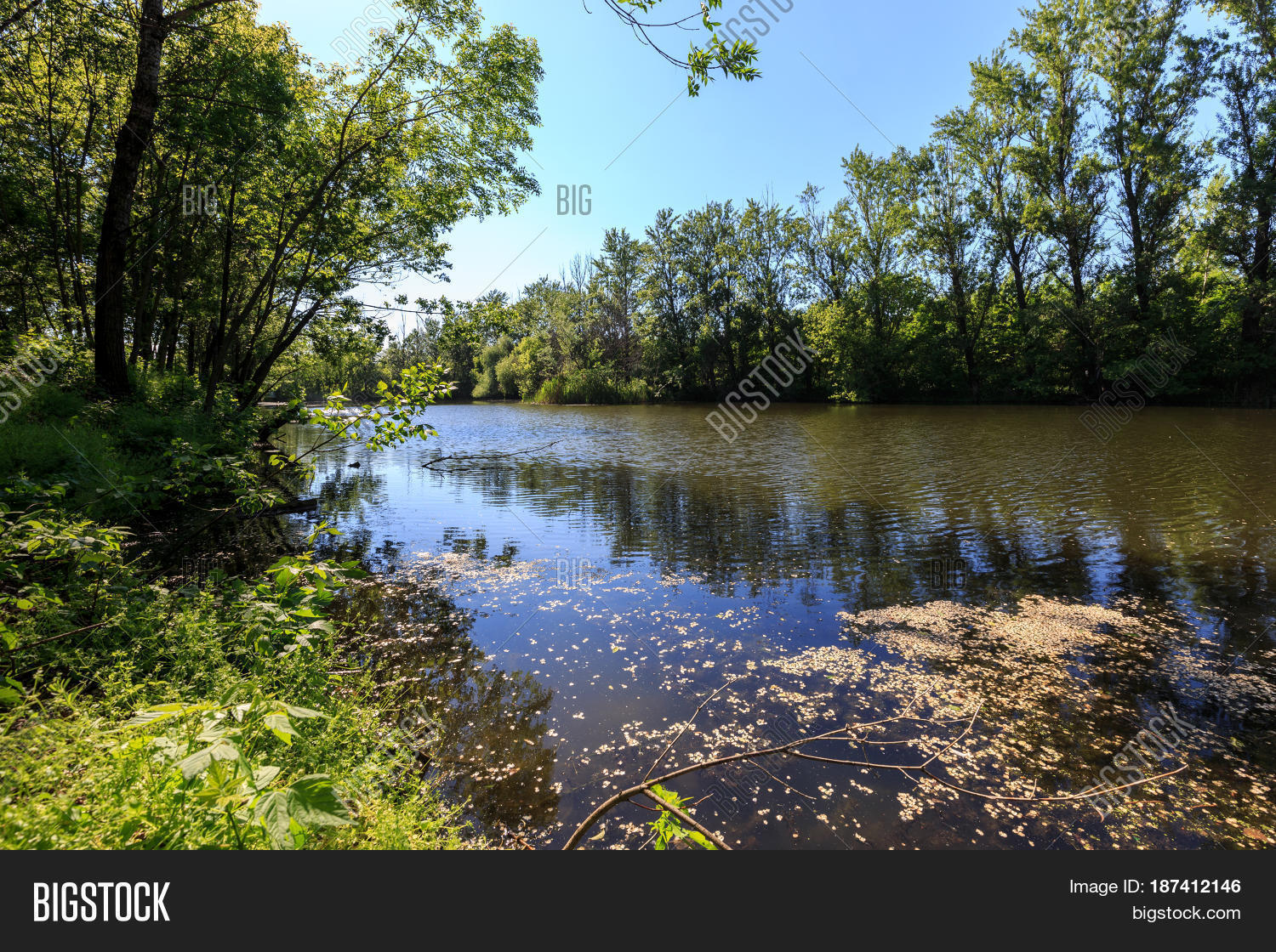 Forest Lake Pond Image & Photo (Free Trial) | Bigstock